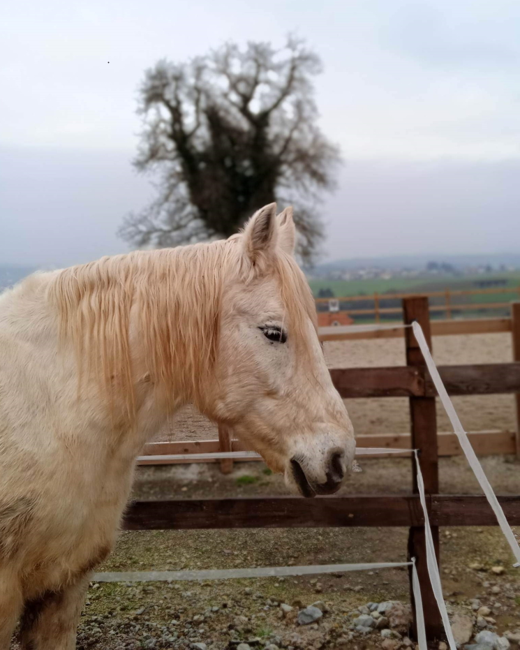 Jackie – Rock Ranch – Zavedno delo s konji