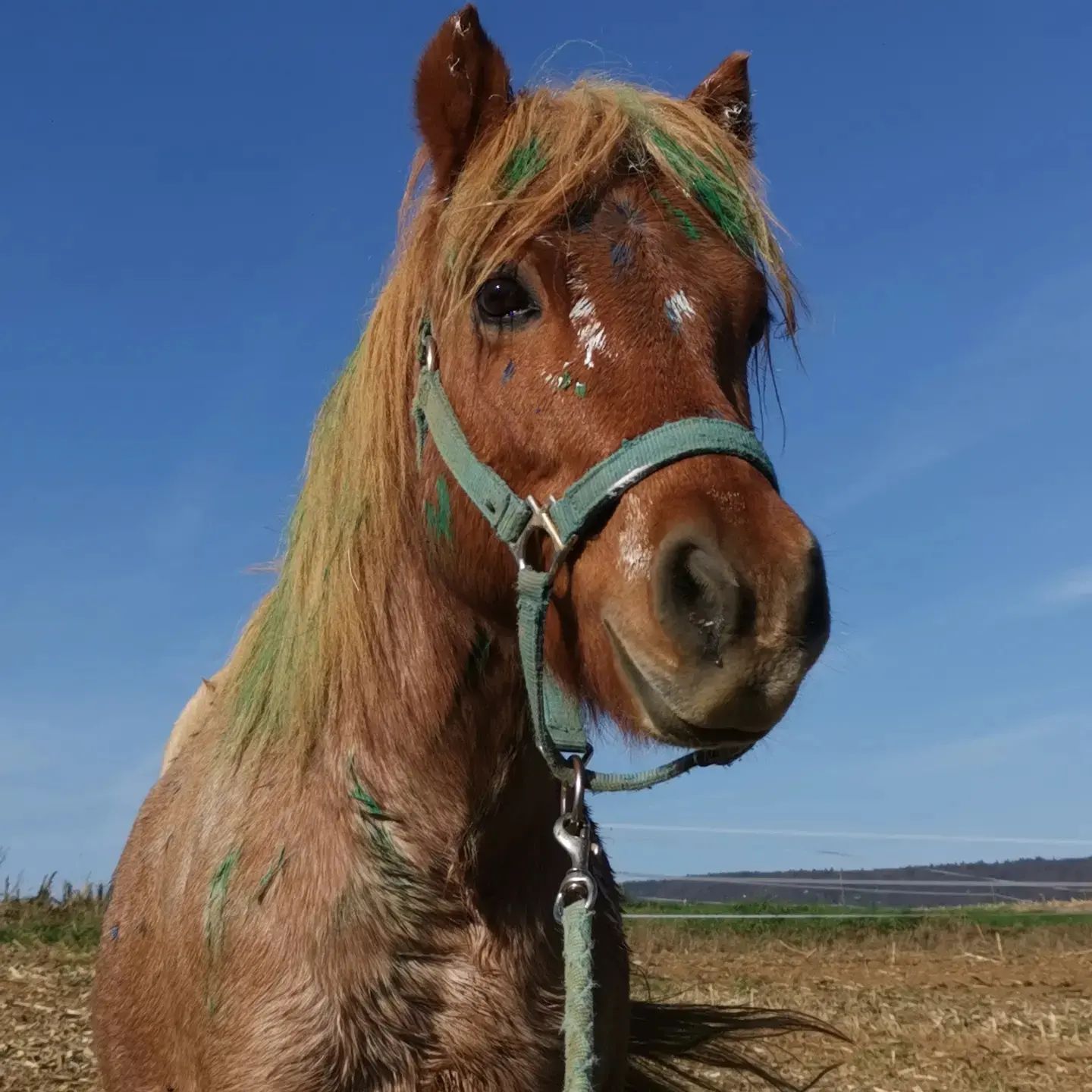 Naši konji – Rock Ranch – Zavedno delo s konji